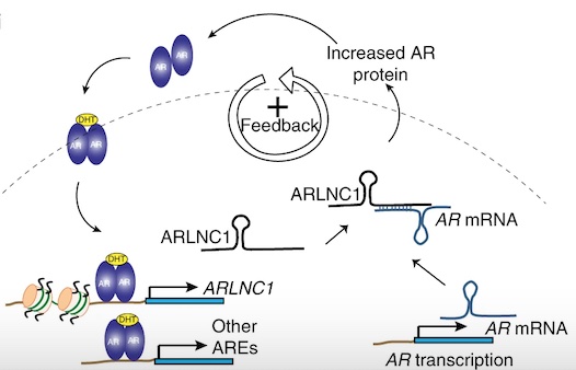 Publications – Pitchiaya Lab
