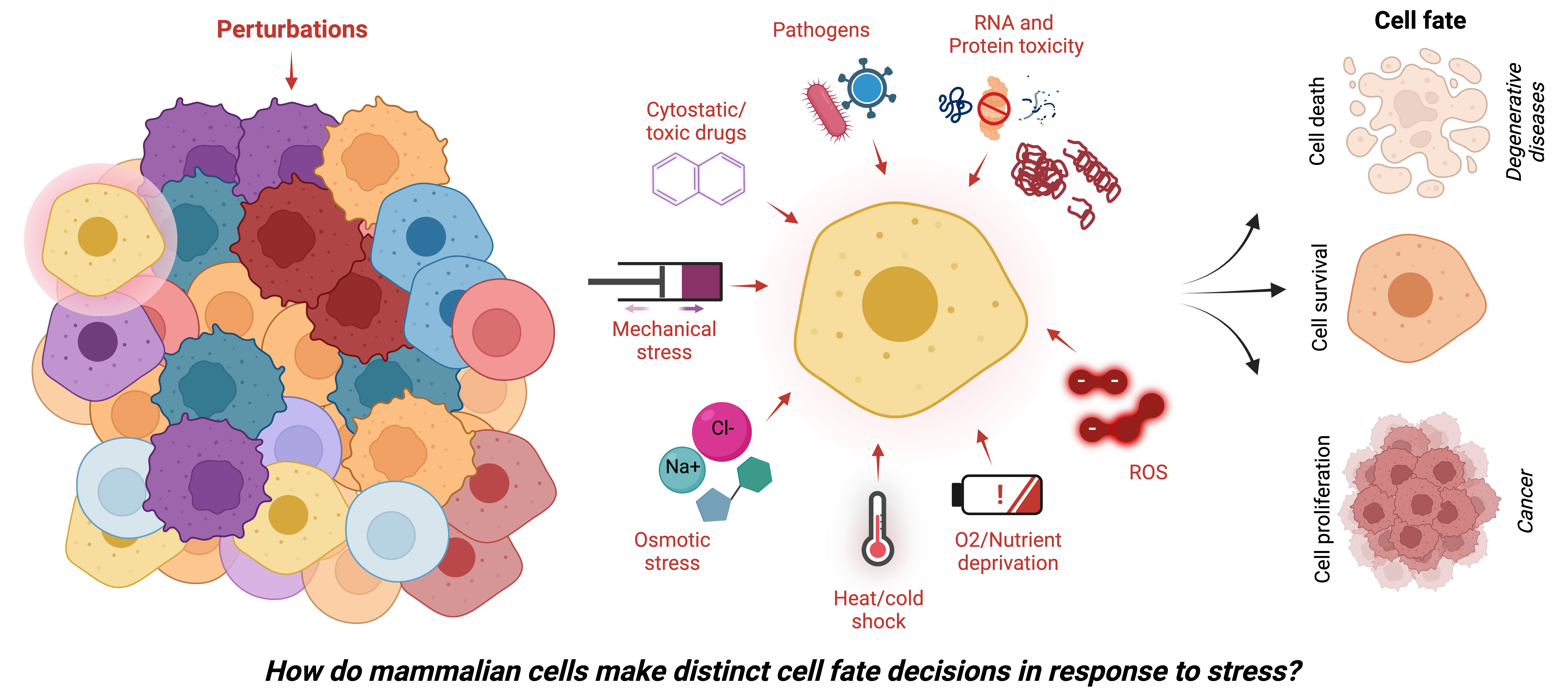 Pitchiaya Lab – Stress response | Gene regulation | RNA biology ...