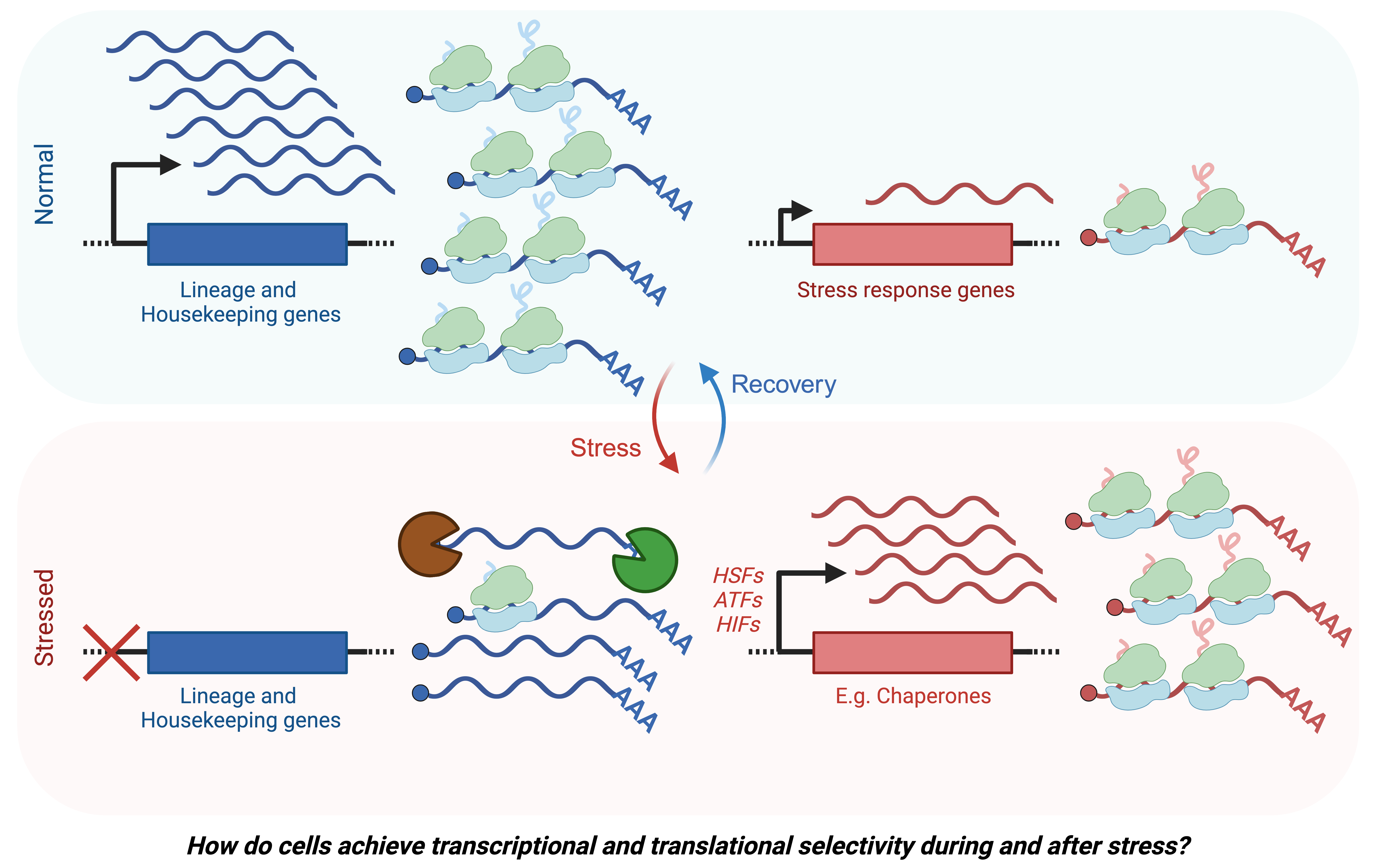 Pitchiaya Lab – Stress response | Gene regulation | RNA biology ...